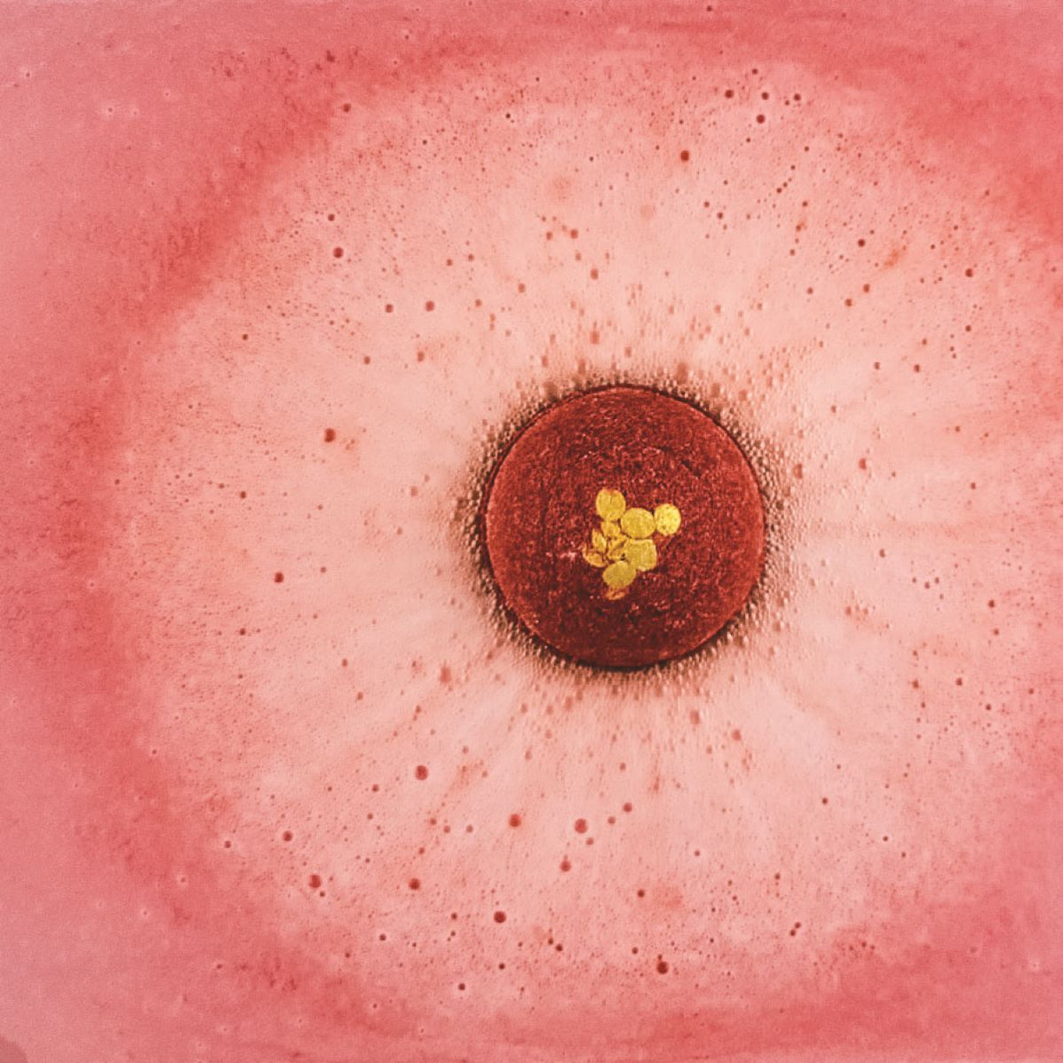 Hibiscus Passion | Aromatherapy Bath Marble | Cosset — Cosset Bath and Body